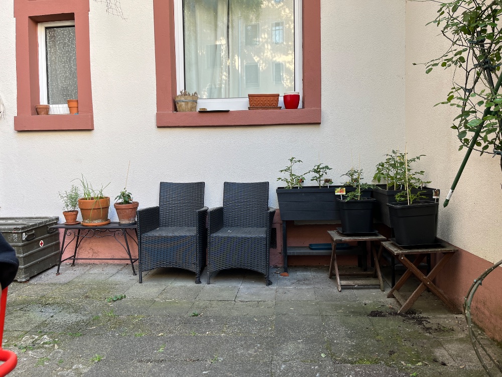 Schattiger Hinterhof 2025 | Chiliforum - Chili-Pepper.de