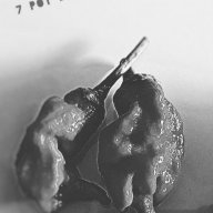 Mit Foto - Raja Mirch | Chili-Pepper.de - die Chili-Community