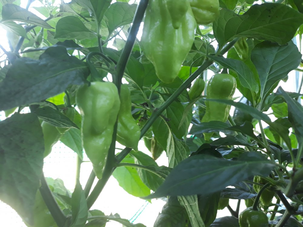 Mit Foto - Raja Mirch | Chili-Pepper.de - die Chili-Community