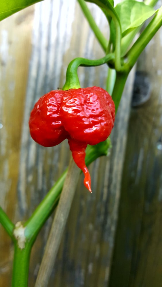 7 Pot Brain Strain Red | Chiliforum - Chili-Pepper.de