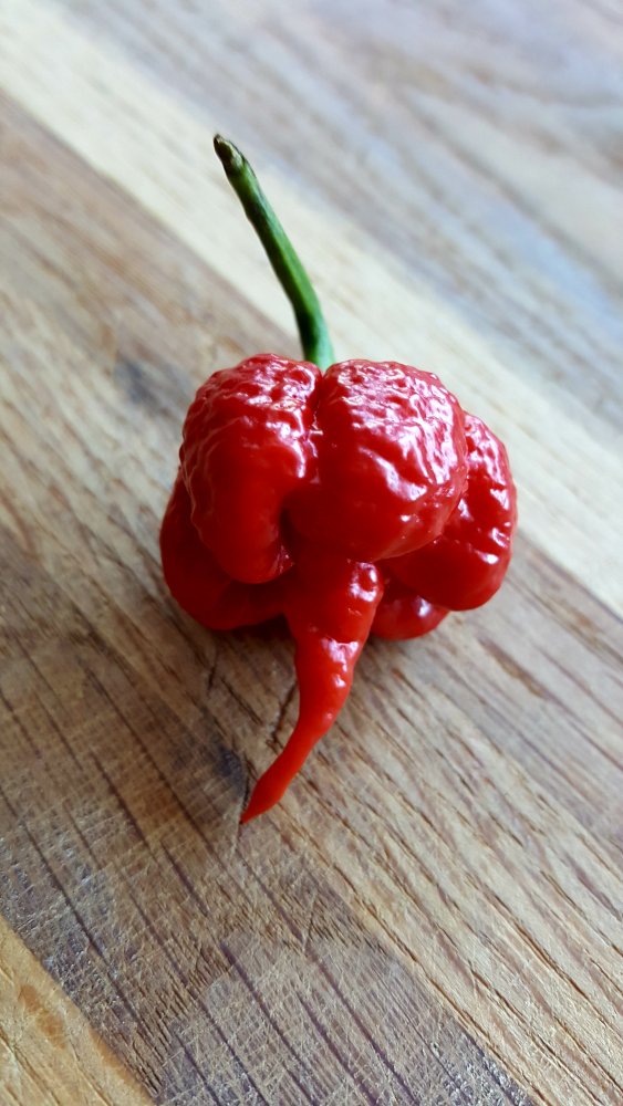 7 Pot Brain Strain Red | Chiliforum - Chili-Pepper.de