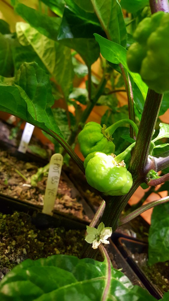 7 Pot Brain Strain Yellow | Chiliforum - Chili-Pepper.de