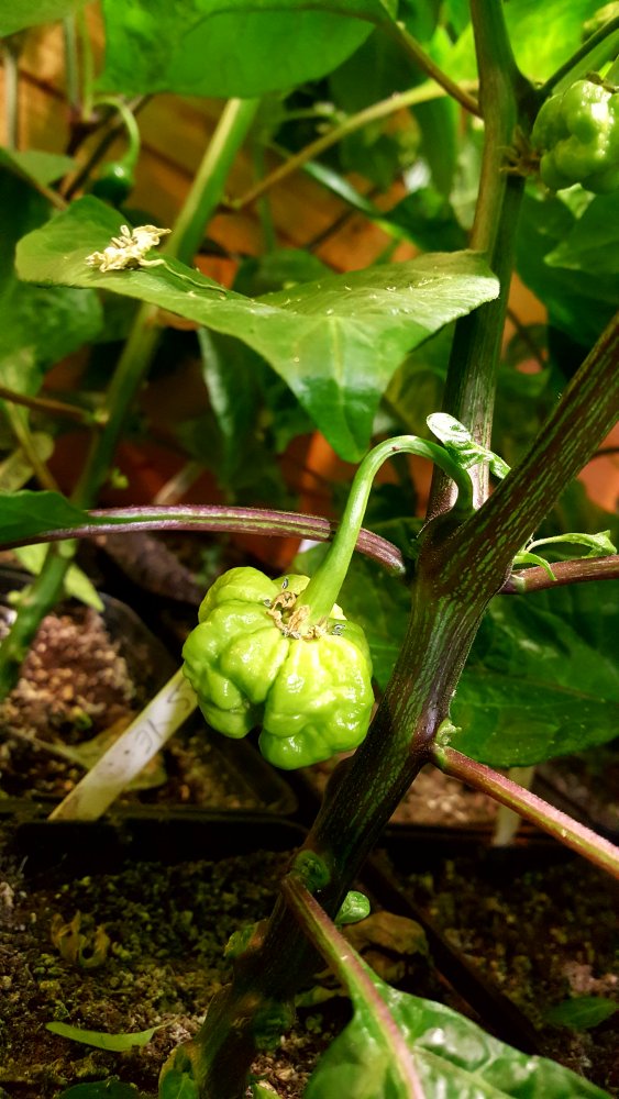 7 Pot Brain Strain Yellow | Chiliforum - Chili-Pepper.de