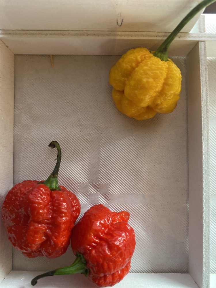 7pot Brain Strain | Chiliforum - Chili-Pepper.de