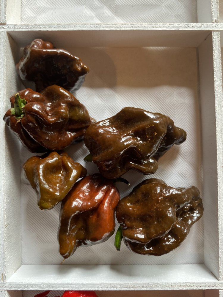 7pot Congo SR Gigantic | Chiliforum - Chili-Pepper.de