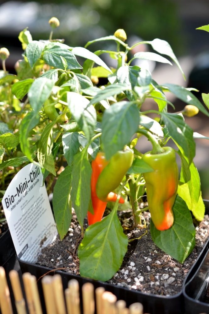 Bio Mini Chili Netto 01 082018 | Chiliforum - Chili-Pepper.de