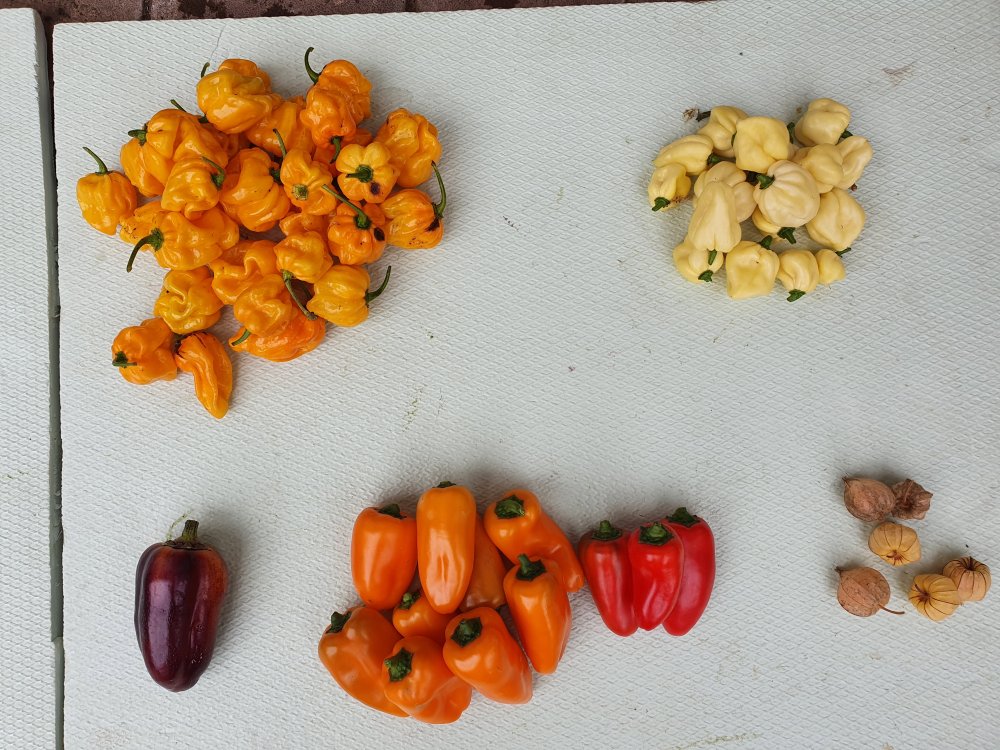 Chili Ernte 15.10.2022 | Chiliforum - Chili-Pepper.de