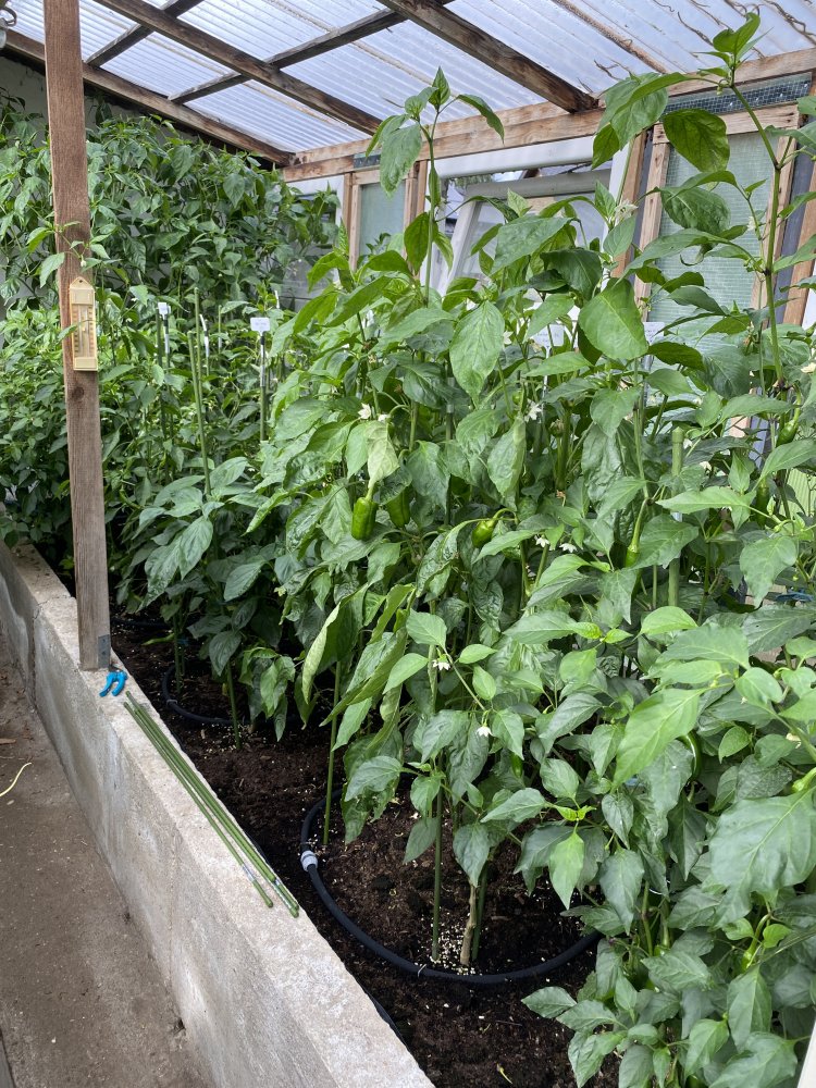 Gewächshaus, rechte Seite | Chiliforum - Chili-Pepper.de