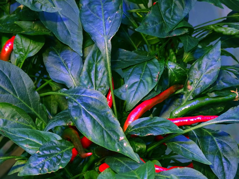 Hontaka mit reifen Früchten | Chiliforum - Chili-Pepper.de