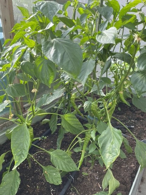 Jimmy Nardello | Chiliforum - Chili-Pepper.de