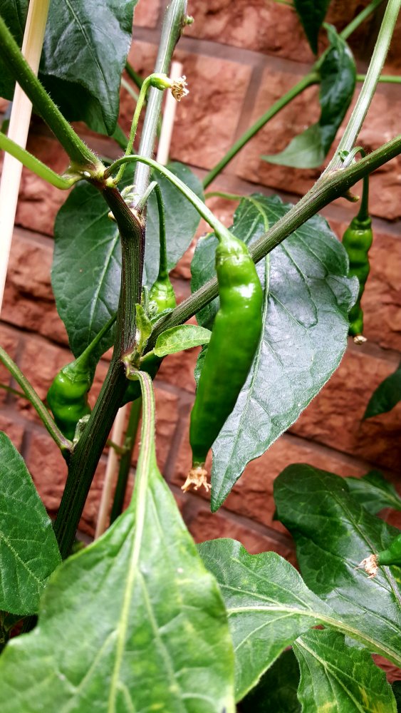 Lemon Drop | Chiliforum - Chili-Pepper.de