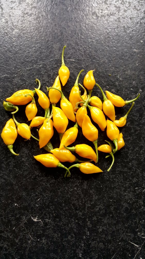 Limon | Chiliforum - Chili-Pepper.de