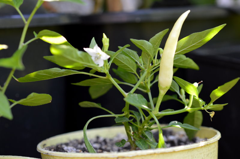 Mini Chili | Chiliforum - Chili-Pepper.de