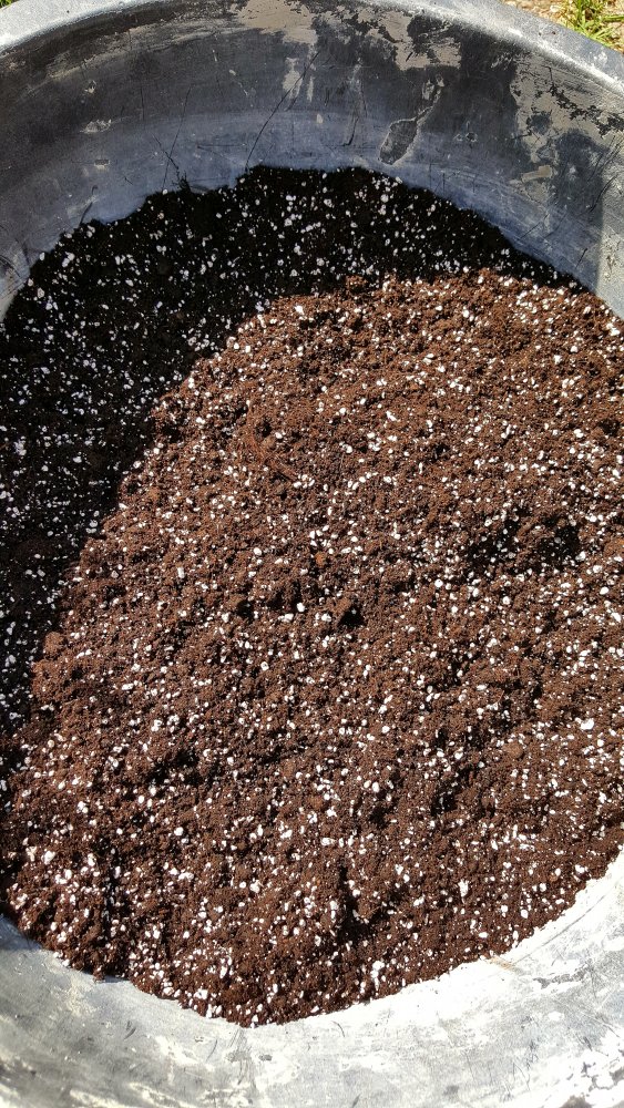 Mische | Chiliforum - Chili-Pepper.de