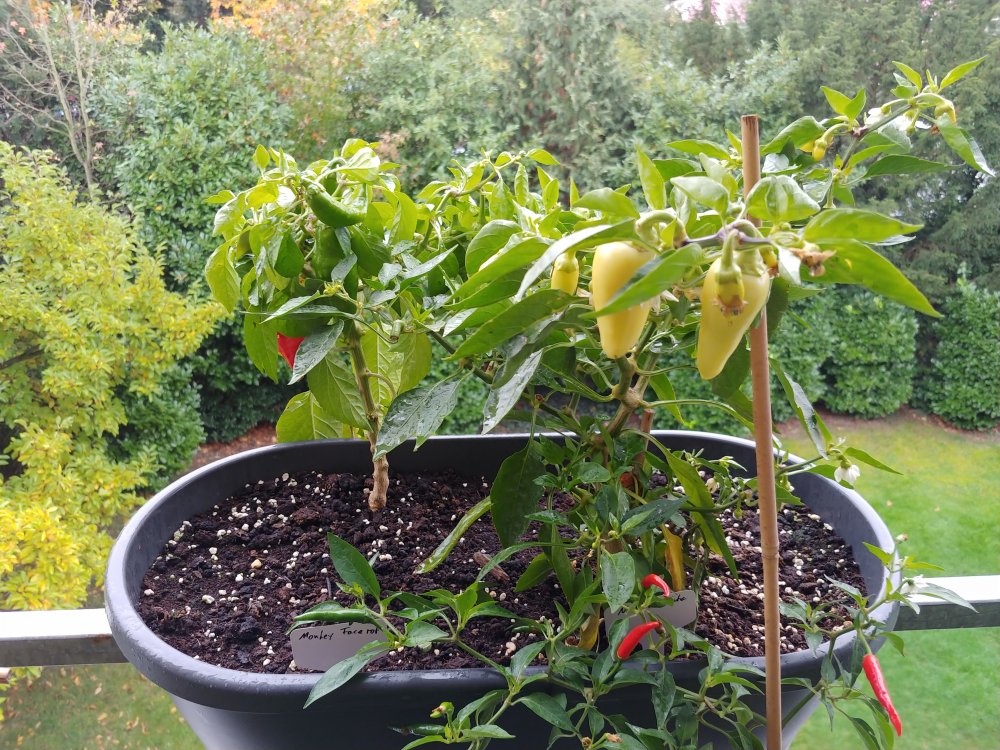 NuMex Pinata und Monkey face vorher | Chiliforum - Chili-Pepper.de