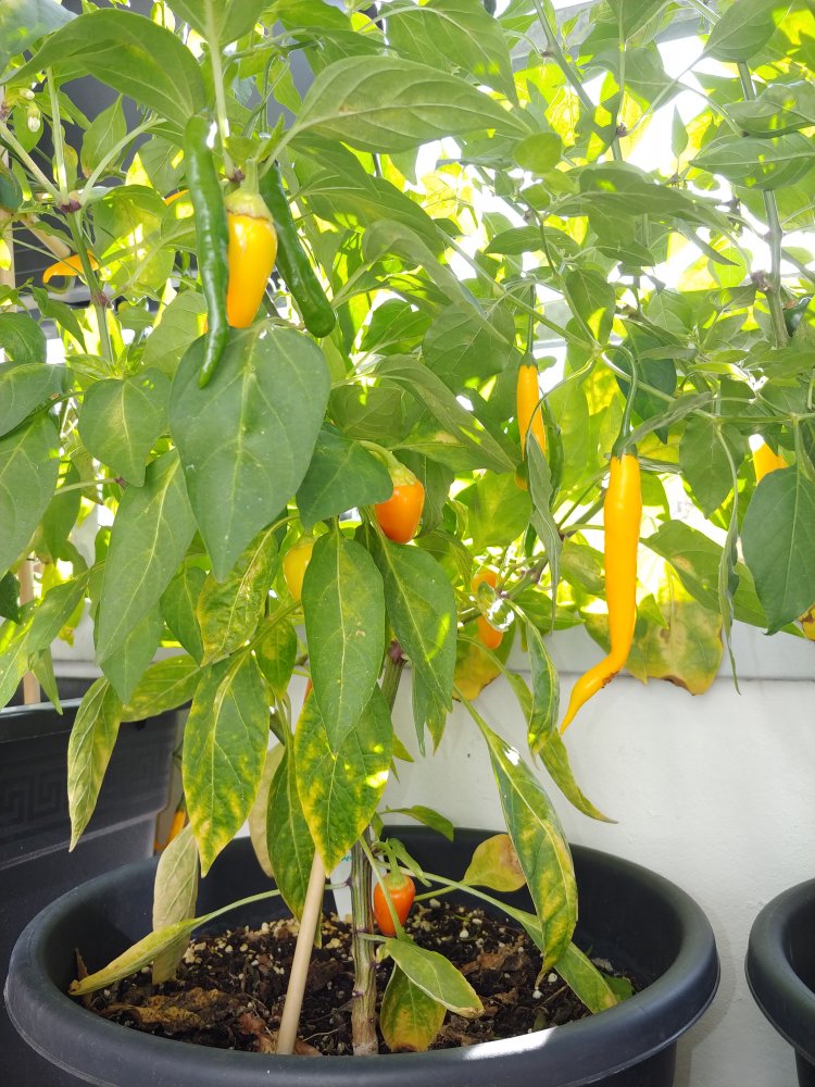 NuMex Piñata | Chiliforum - Chili-Pepper.de
