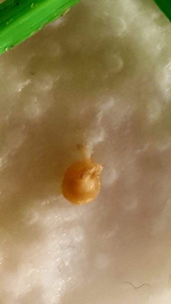 Raja Mirch | Chiliforum - Chili-Pepper.de