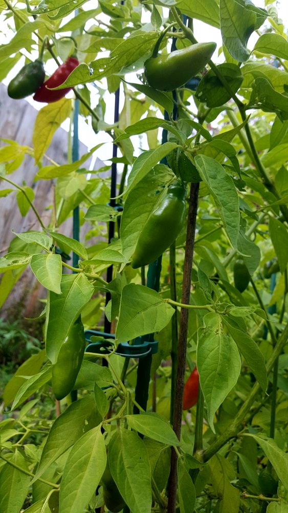 Rocoto Aji Largo | Chiliforum - Chili-Pepper.de