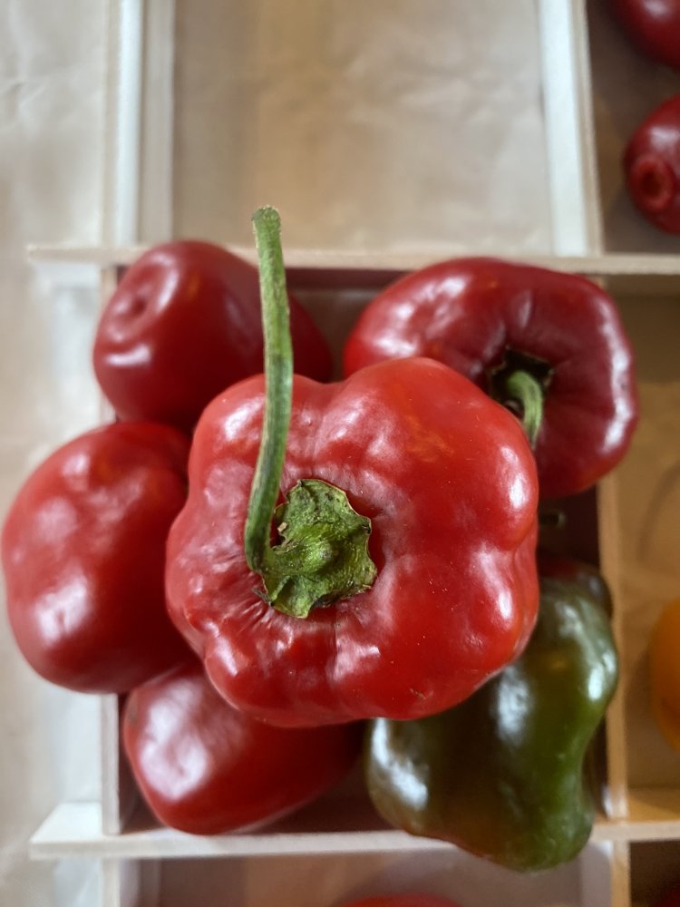 Rocoto Arequipa Giant Red | Chiliforum - Chili-Pepper.de