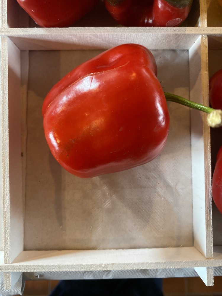 Rocoto Big Red | Chiliforum - Chili-Pepper.de