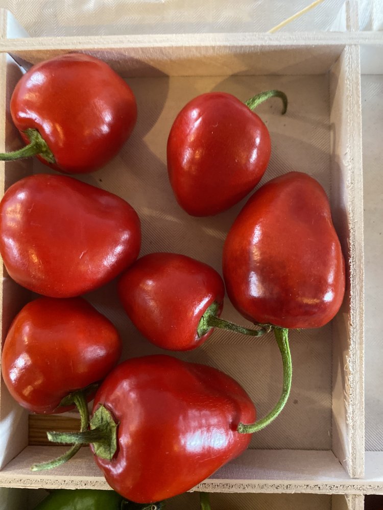 Rocoto Canario Red | Chiliforum - Chili-Pepper.de