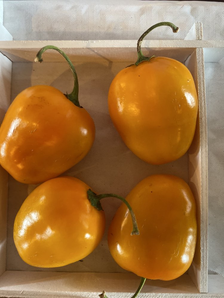 Rocoto Costa Rican Orange | Chiliforum - Chili-Pepper.de