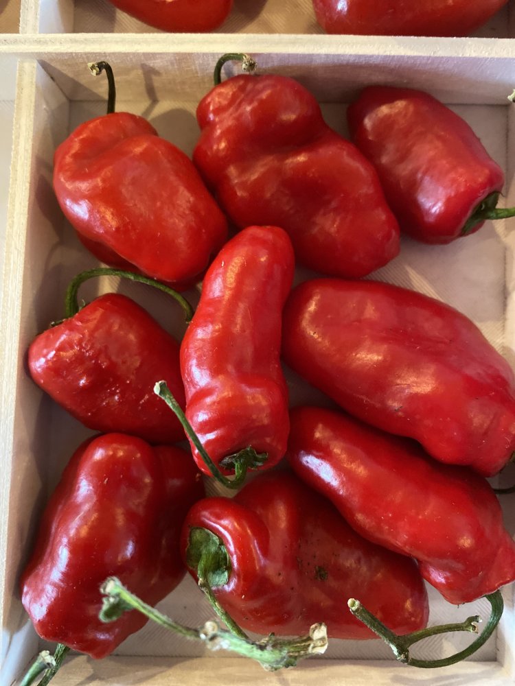 Rocoto Gigante de los Incas | Chiliforum - Chili-Pepper.de