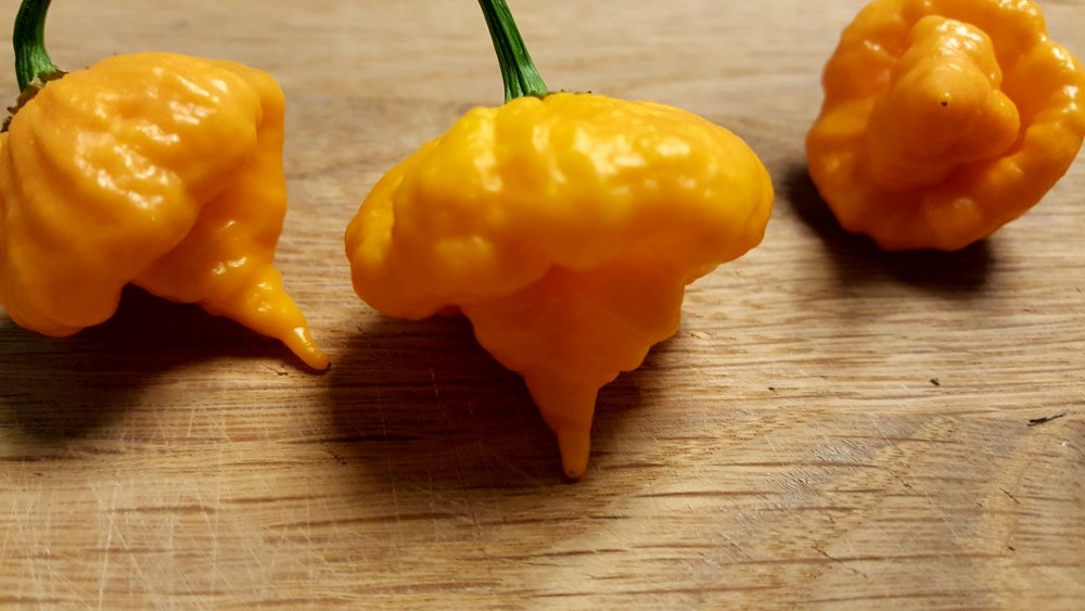 Scotch Brain Yellow | Chiliforum - Chili-Pepper.de