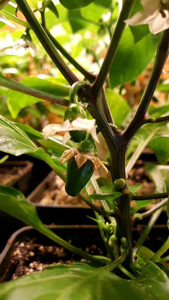 Snack Pepper Yellow | Chiliforum - Chili-Pepper.de