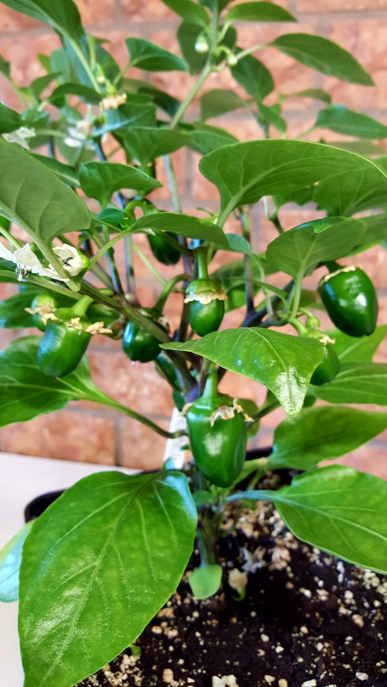 Snack Pepper Yellow | Chiliforum - Chili-Pepper.de