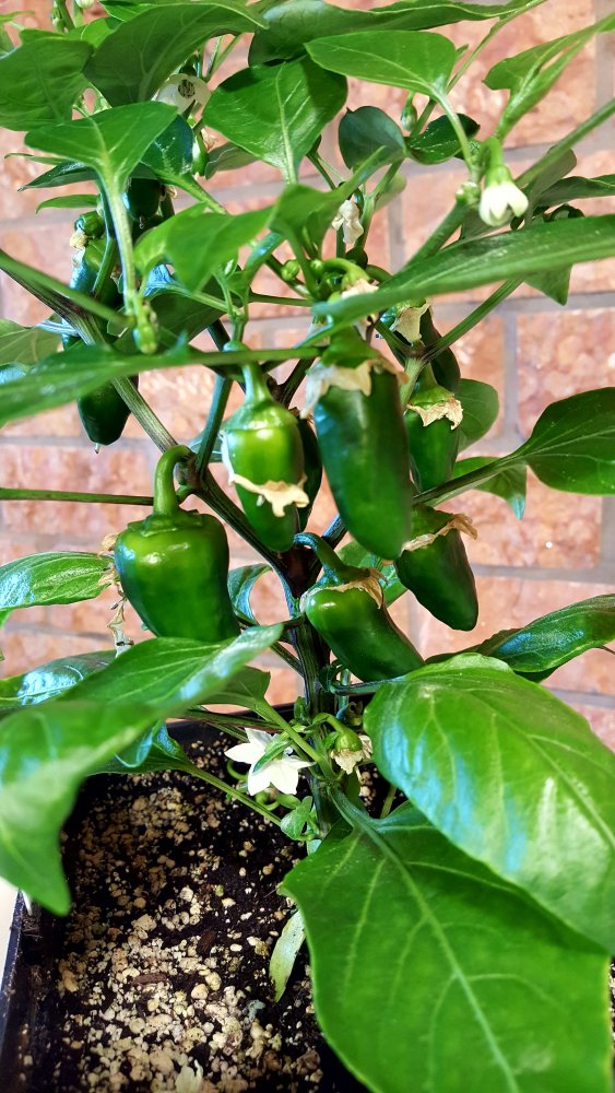 Snack Pepper Yellow | Chiliforum - Chili-Pepper.de