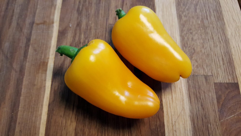 Snack Pepper Yellow | Chiliforum - Chili-Pepper.de