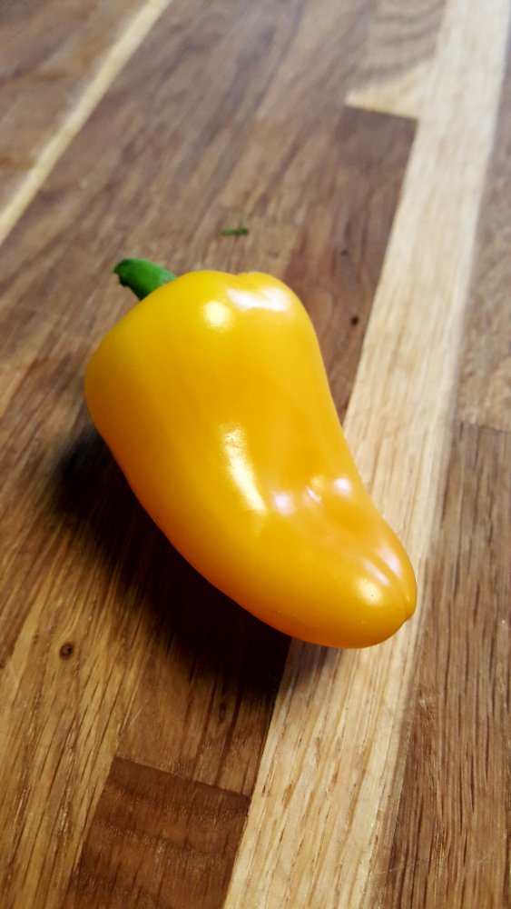 Snack Pepper Yellow | Chiliforum - Chili-Pepper.de