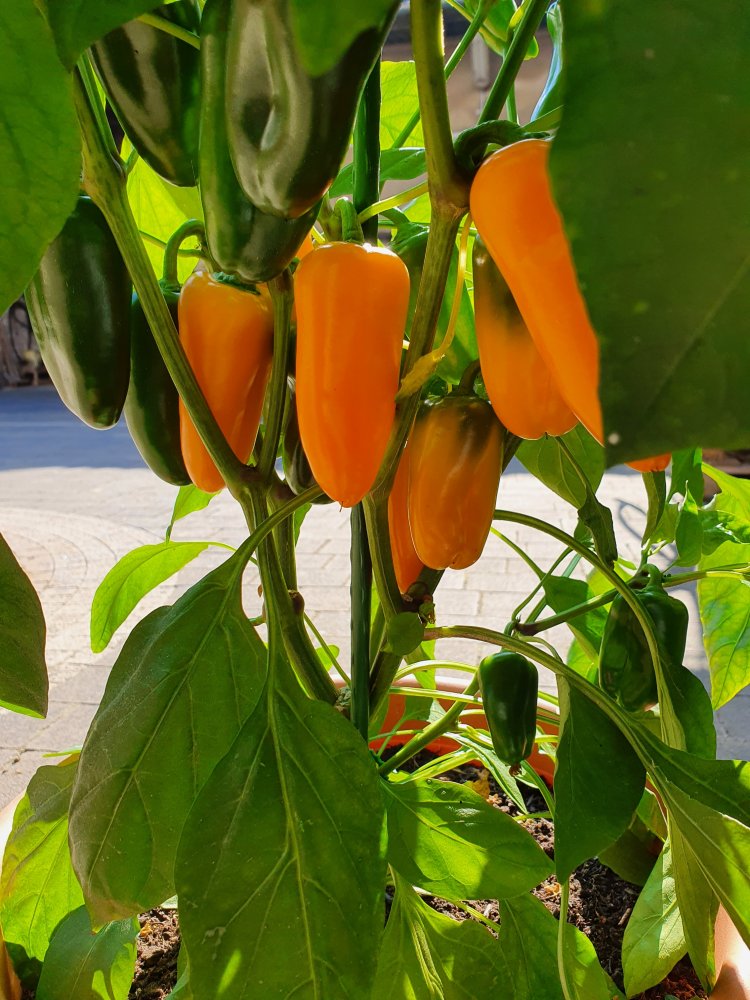 Snackpaprika Hamik | Chiliforum - Chili-Pepper.de