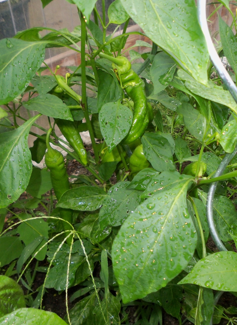 Spitzpaprika 05082016 | Chiliforum - Chili-Pepper.de