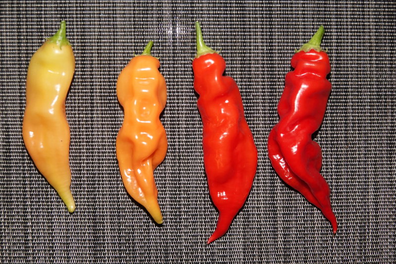 Sugar Rush Peach Striped 2-01-10-21.JPG | Chiliforum - Chili-Pepper.de