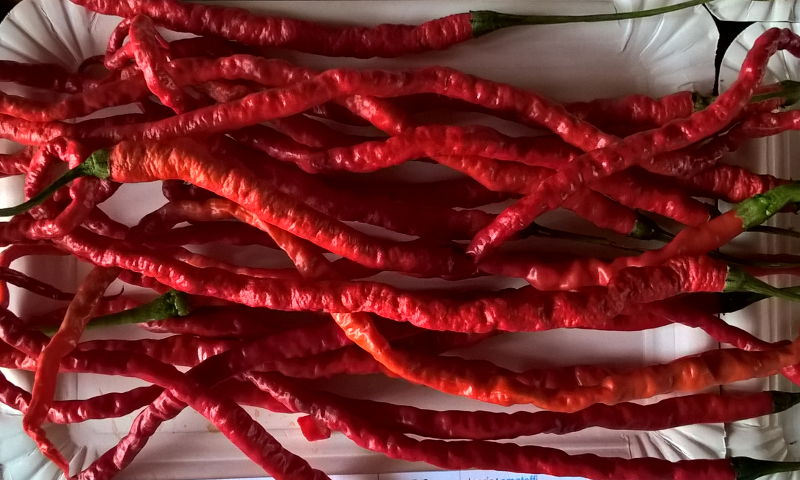 Mit Foto - Thunder Montain Longhorn | Chili-Pepper.de - die Chili-Community