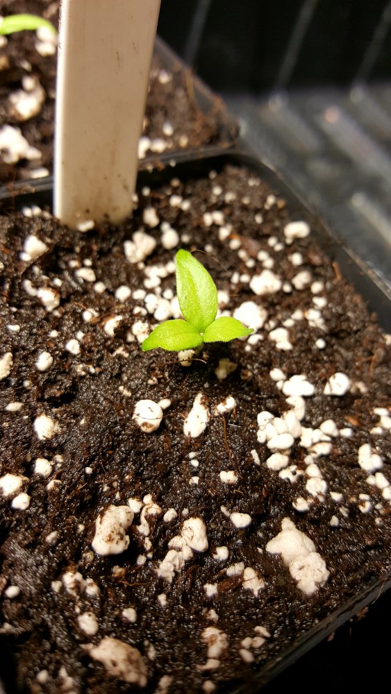 Zing | Chiliforum - Chili-Pepper.de